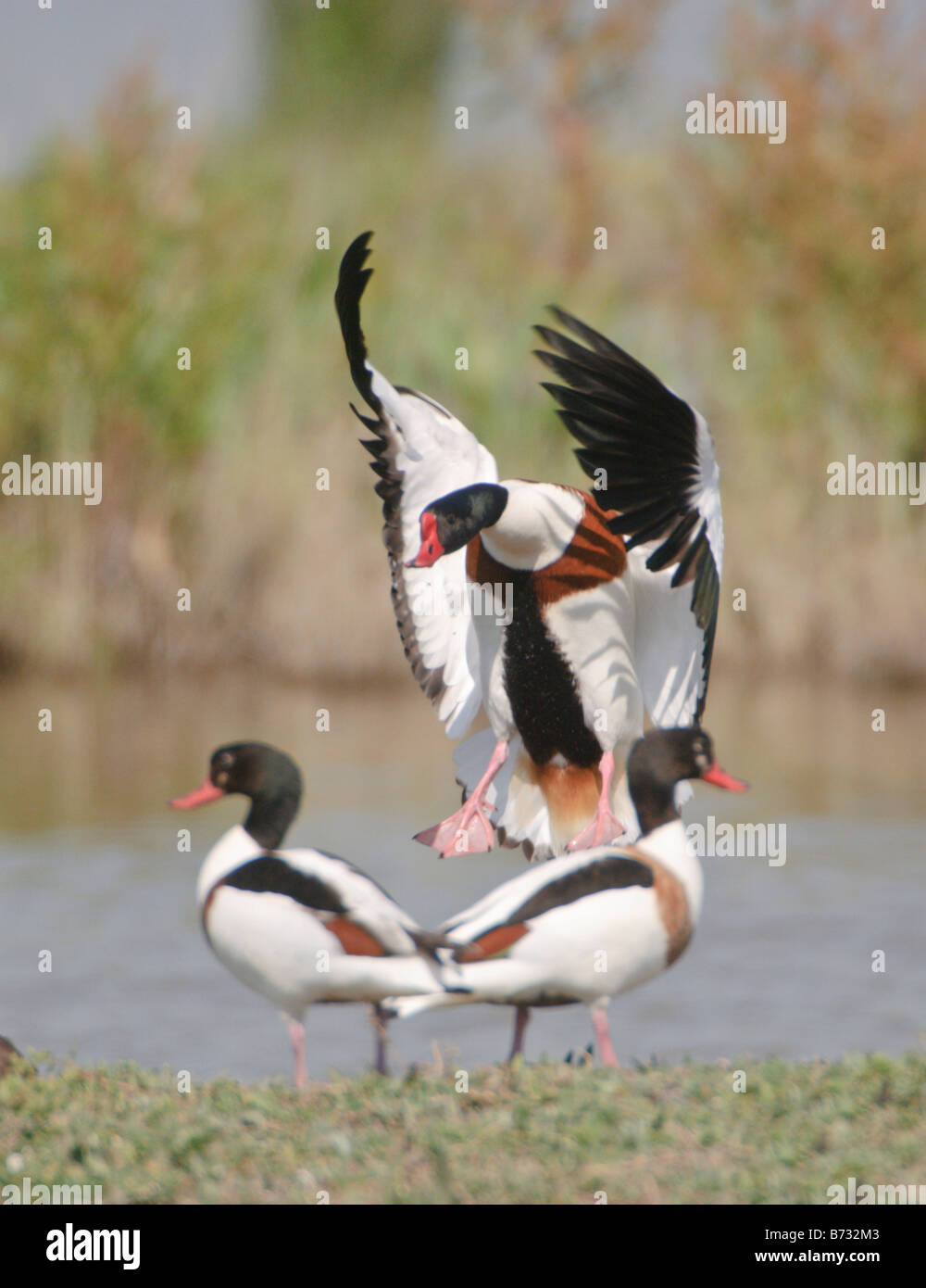 Flying shelducks hi-res stock photography and images - Alamy