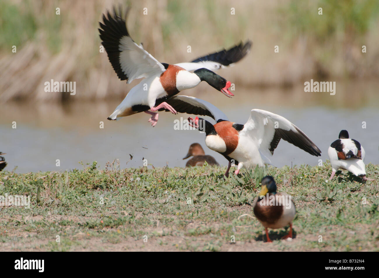 Flying shelducks hi-res stock photography and images - Alamy