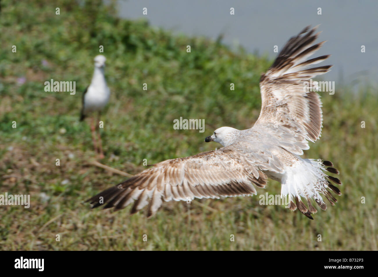 Seagull Life Cycle High Resolution Stock Photography and Images - Alamy