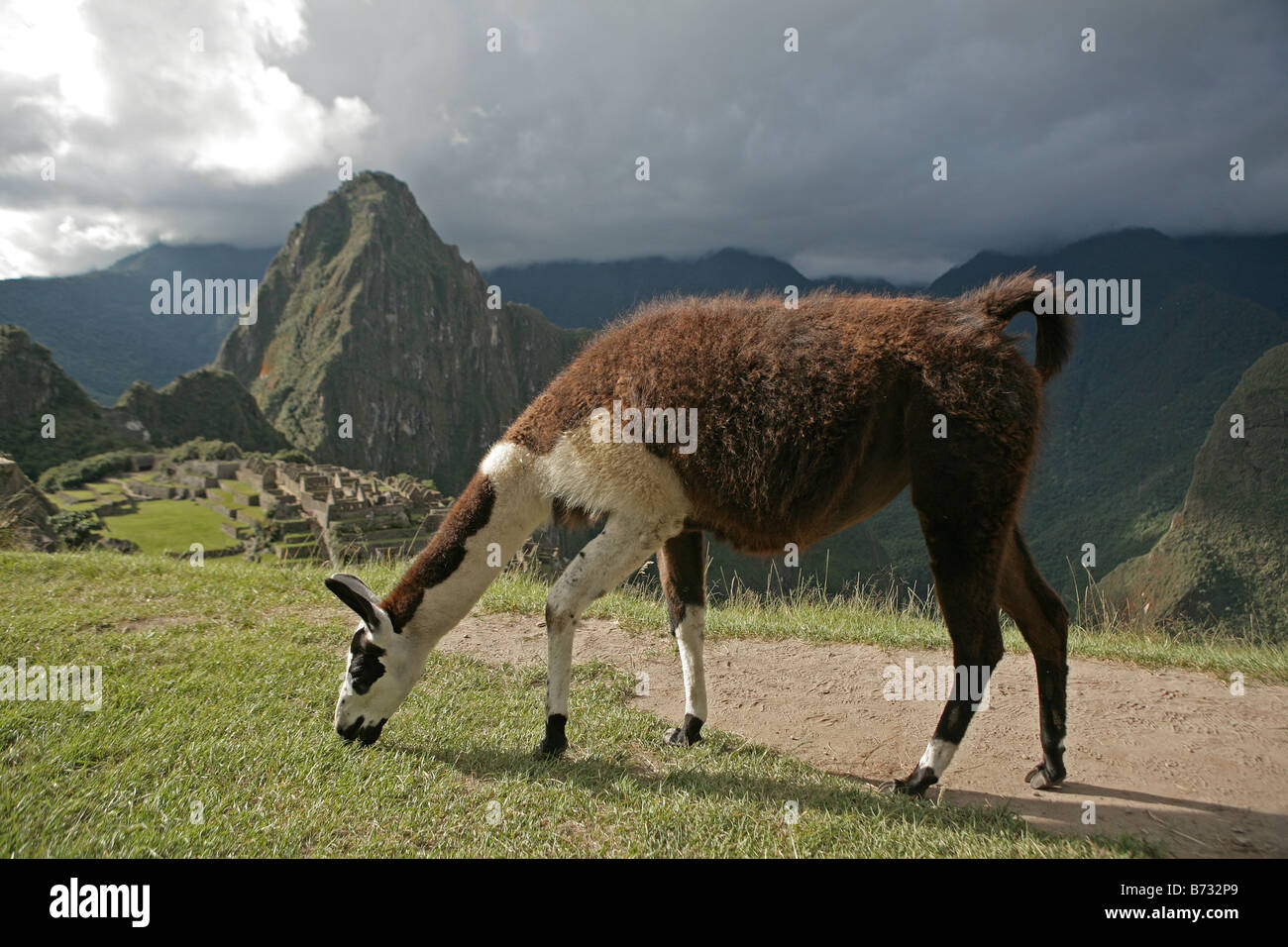 Llama feeding at Machu Picchu Stock Photo - Alamy