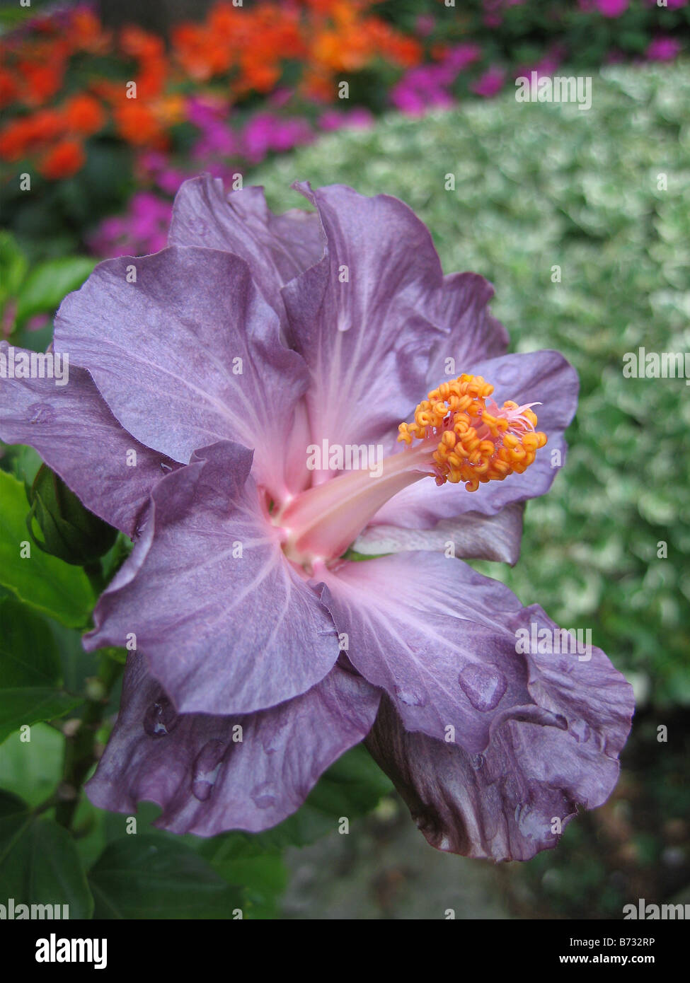 An unusual purple hibiscus blossom Stock Photo - Alamy