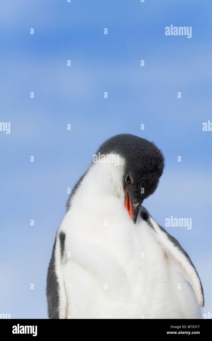 Gentoo Penguin (Pygoscelis papua) chick Dorian Bay Antarctica Stock ...