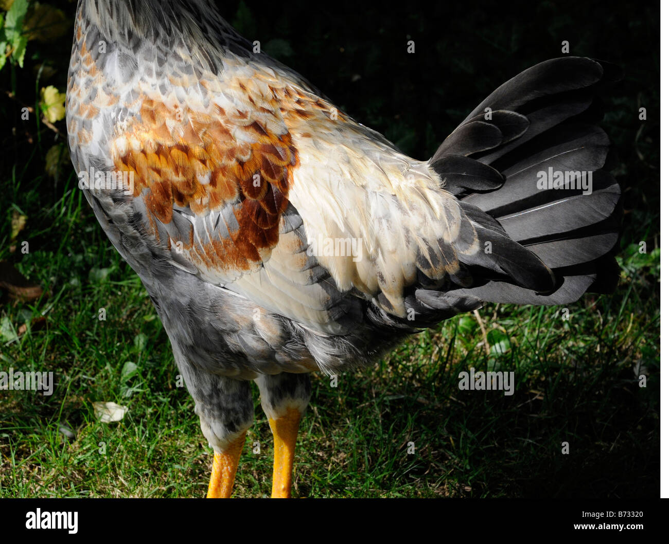 Body feather hi-res stock photography and images - Alamy