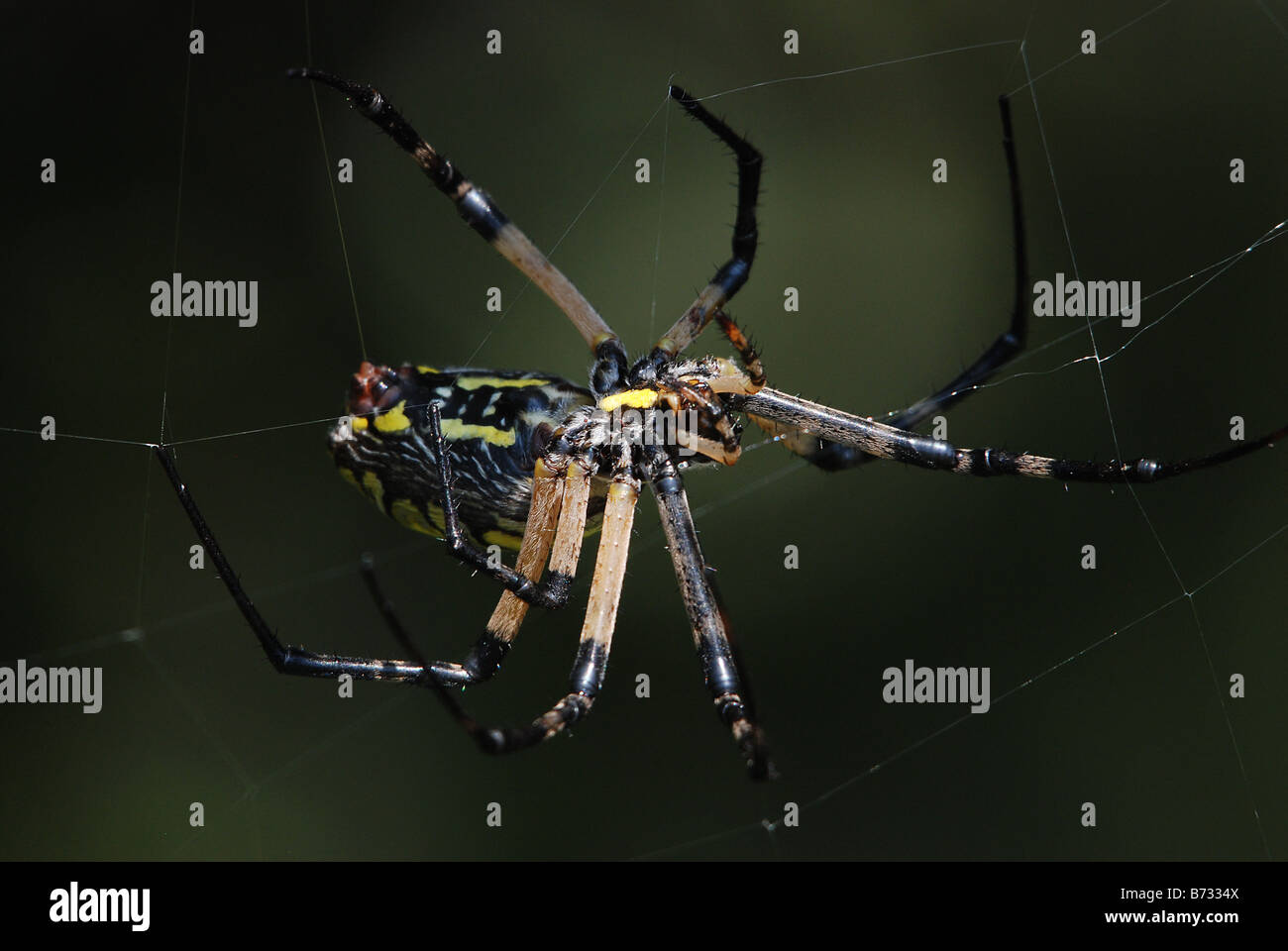 Orb spider spinning a web Stock Photo - Alamy