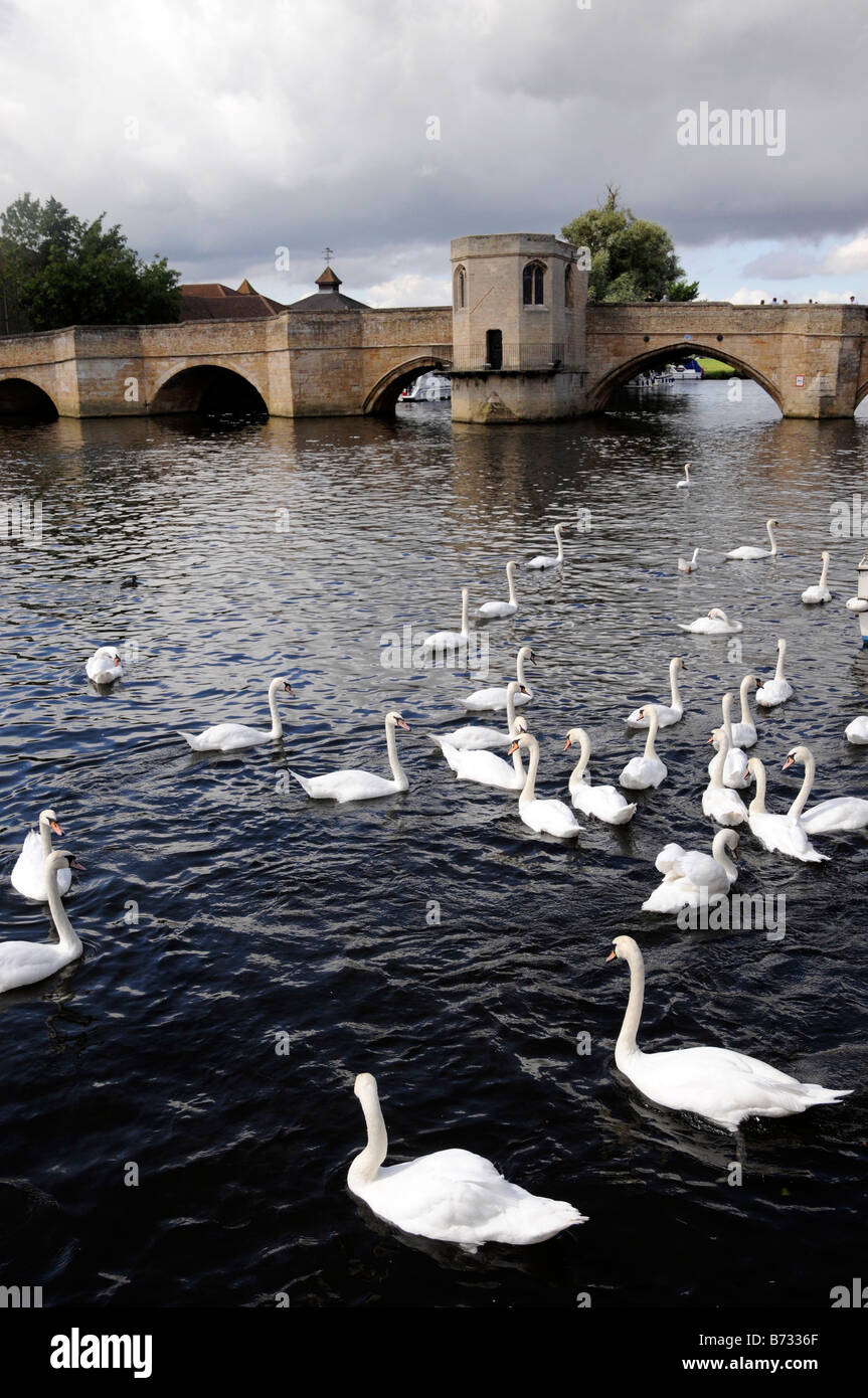River ouse swimming hi-res stock photography and images - Alamy