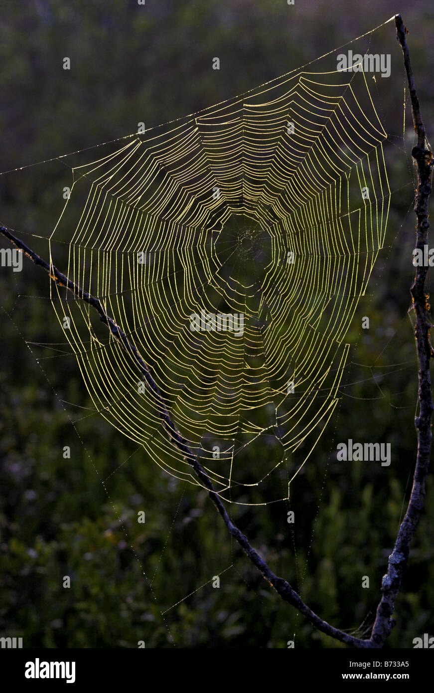 Morning dew on orb spider web, Michigan US Stock Photo - Alamy