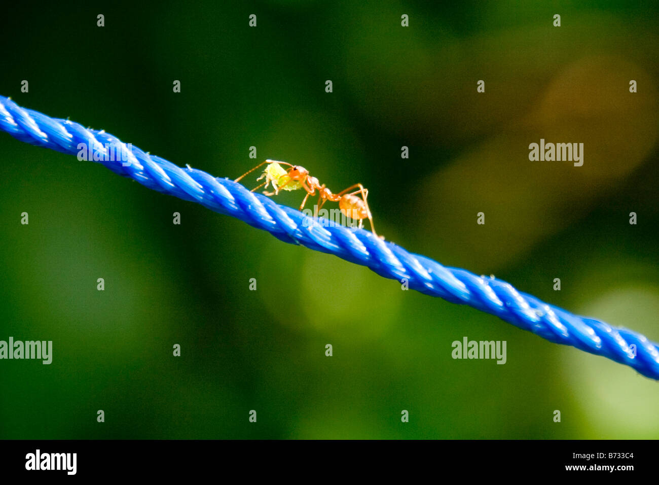Ants Making A Rope at Susan Tucker blog