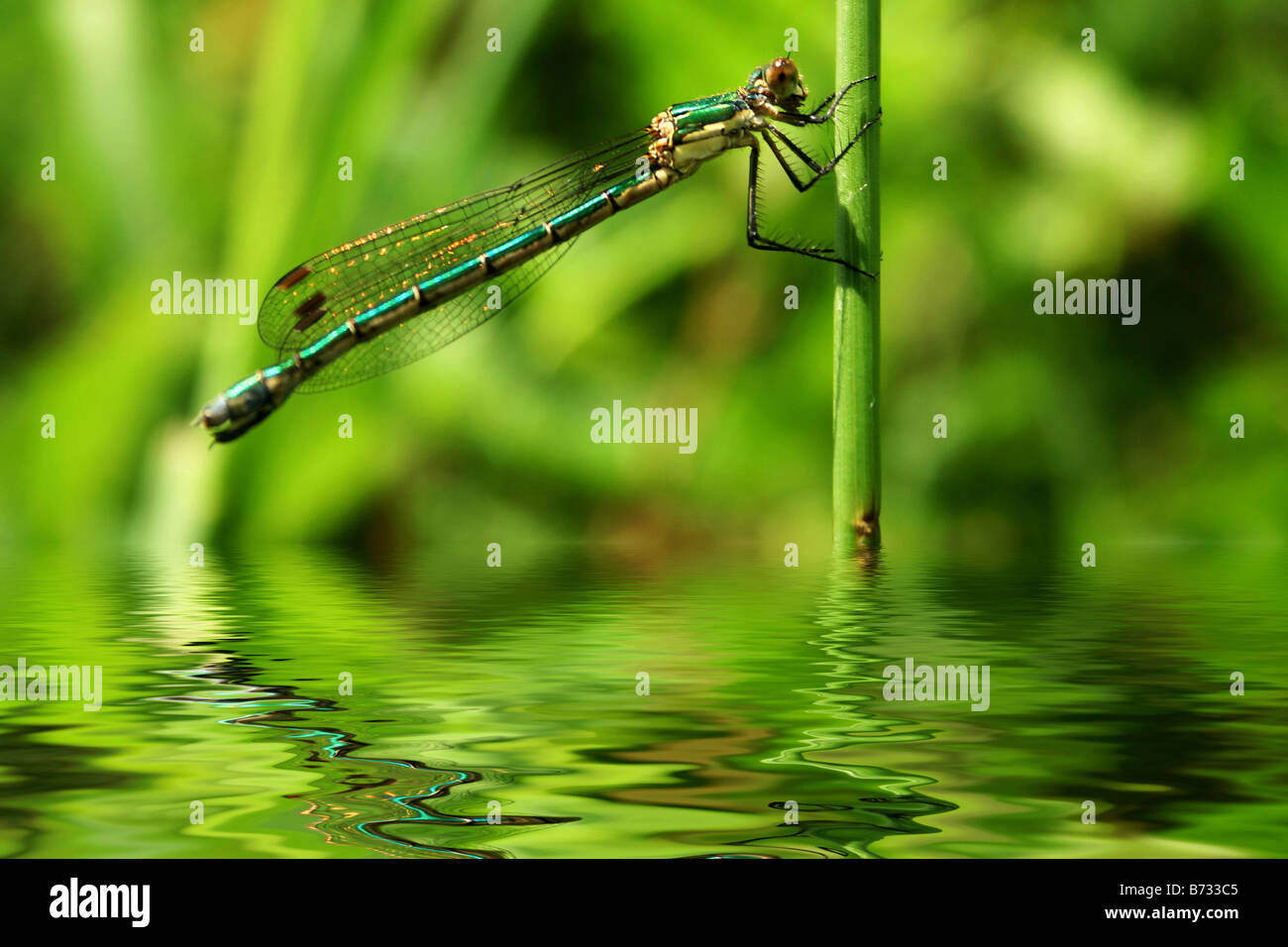 Small dragonfly in the big world Stock Photo - Alamy