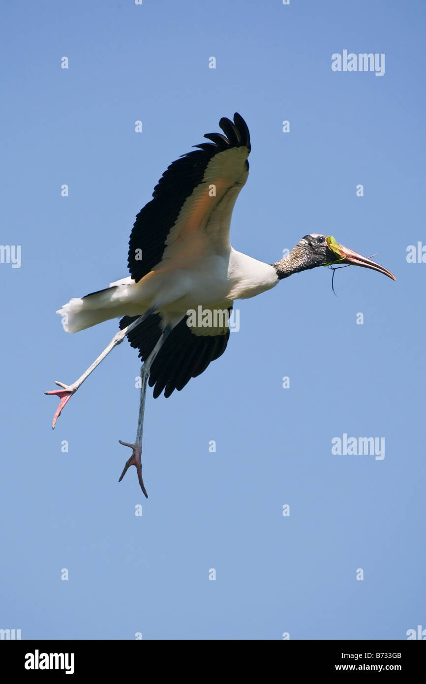 Wood stork with nesting material hi-res stock photography and images ...
