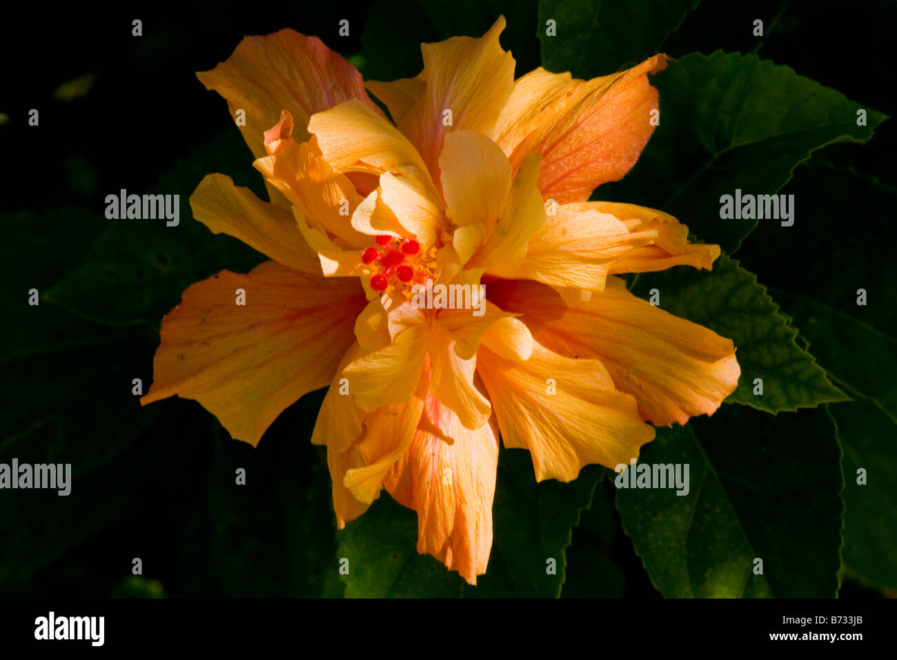 Palm Beach Shores close up Double Hibiscus, Hibiscus Mutabilis ...