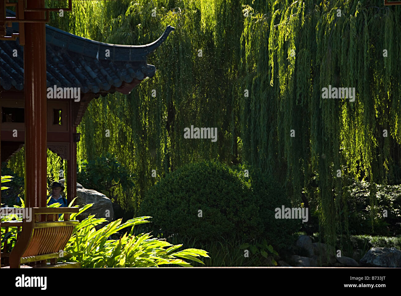 lush green foliage of chinese garden Stock Photo - Alamy