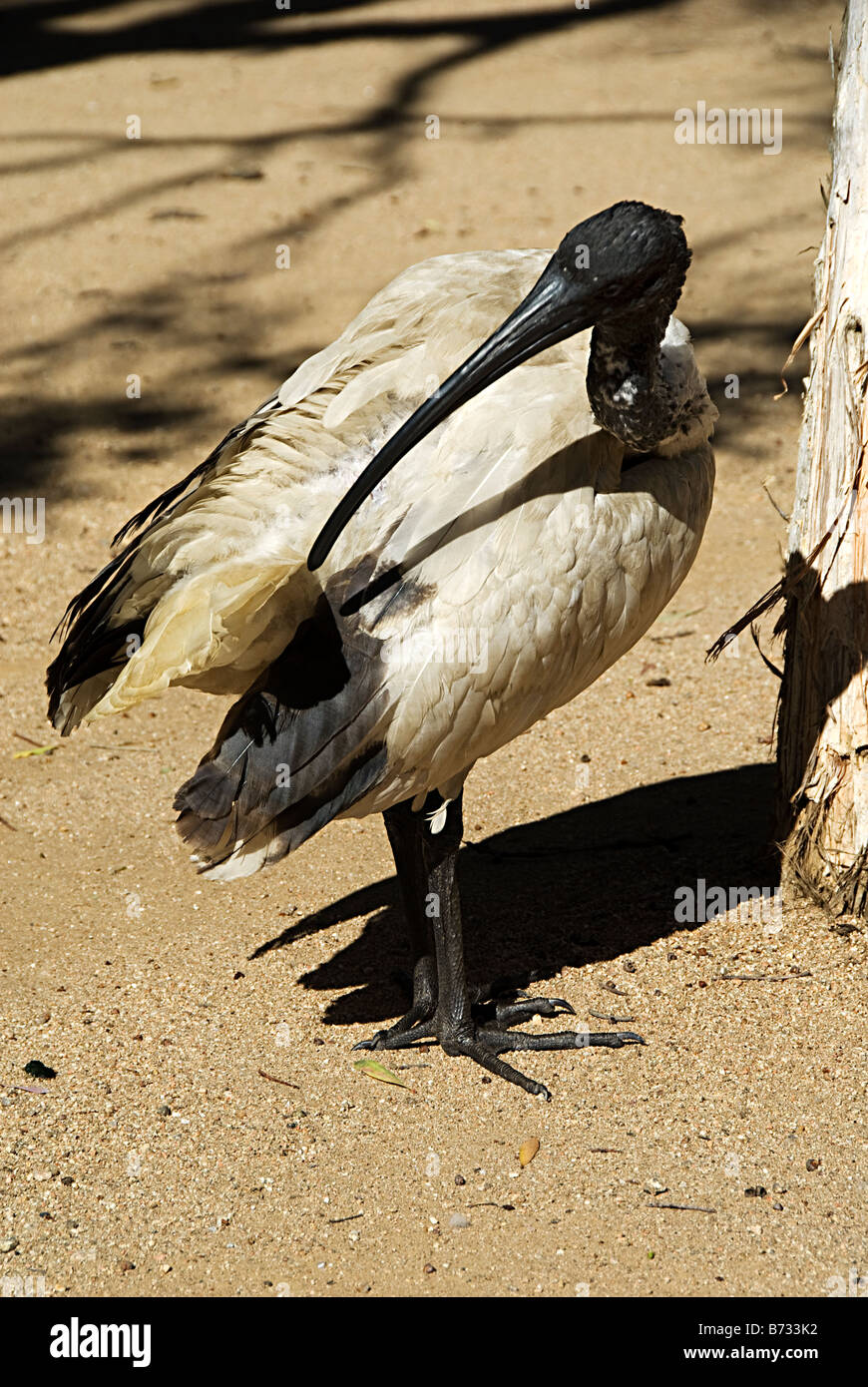 single australian white ibis pruning feathers Stock Photo - Alamy