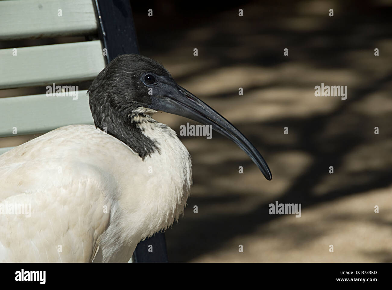 horizontal portrait of australian white ibis Stock Photo - Alamy