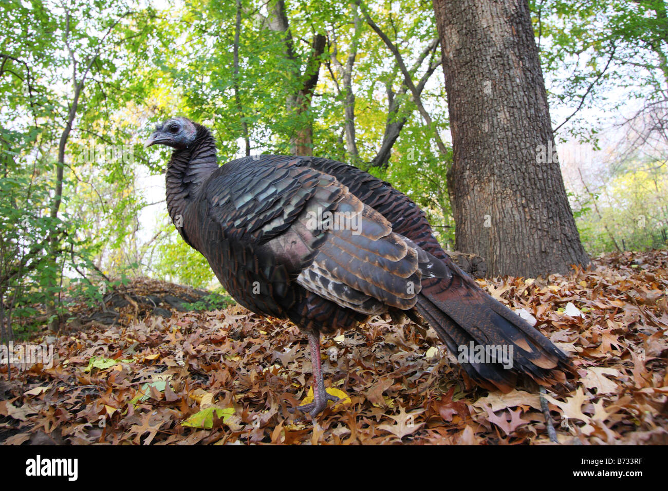 Wild female Turkey loose in Central Park, New York City Stock Photo - Alamy