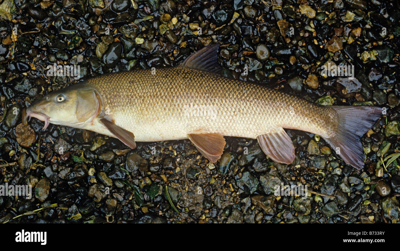 Barbel from River Loddon Photographed 6 October Stock Photo - Alamy