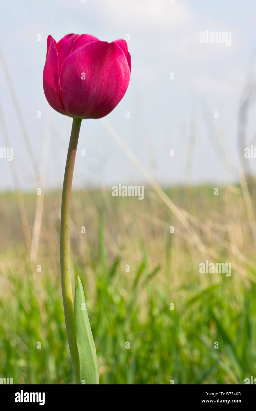 A single tulip stands alone in a grassy meadow Stock Photo - Alamy