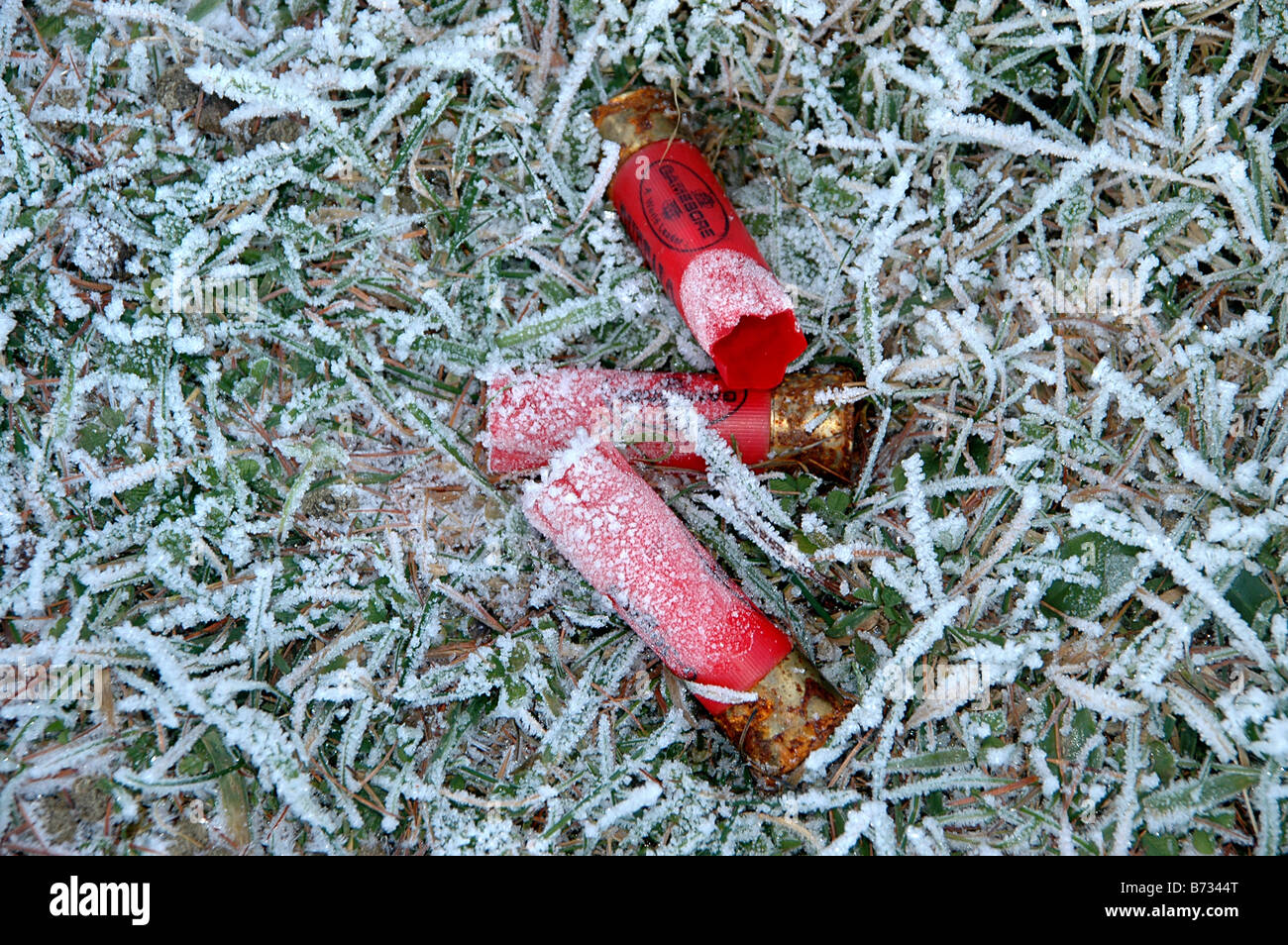 Rusting used / empty shotgun cartridges lie on frosted ground Stock ...