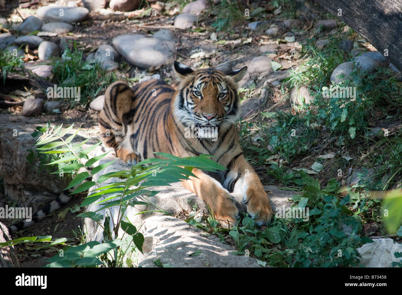 Tiger lying down in shadow Stock Photo - Alamy