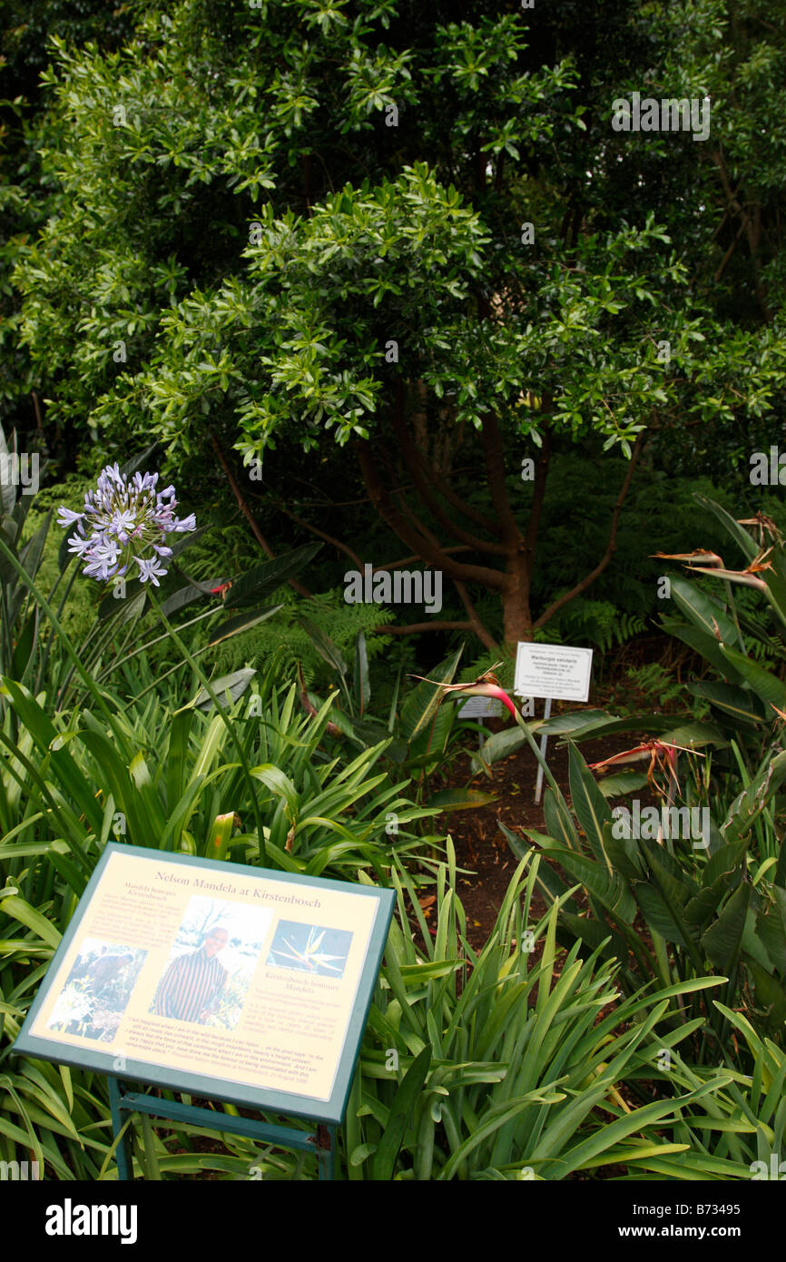 the pepper bark tree warburgia salutaris planted by nelson mandela in ...