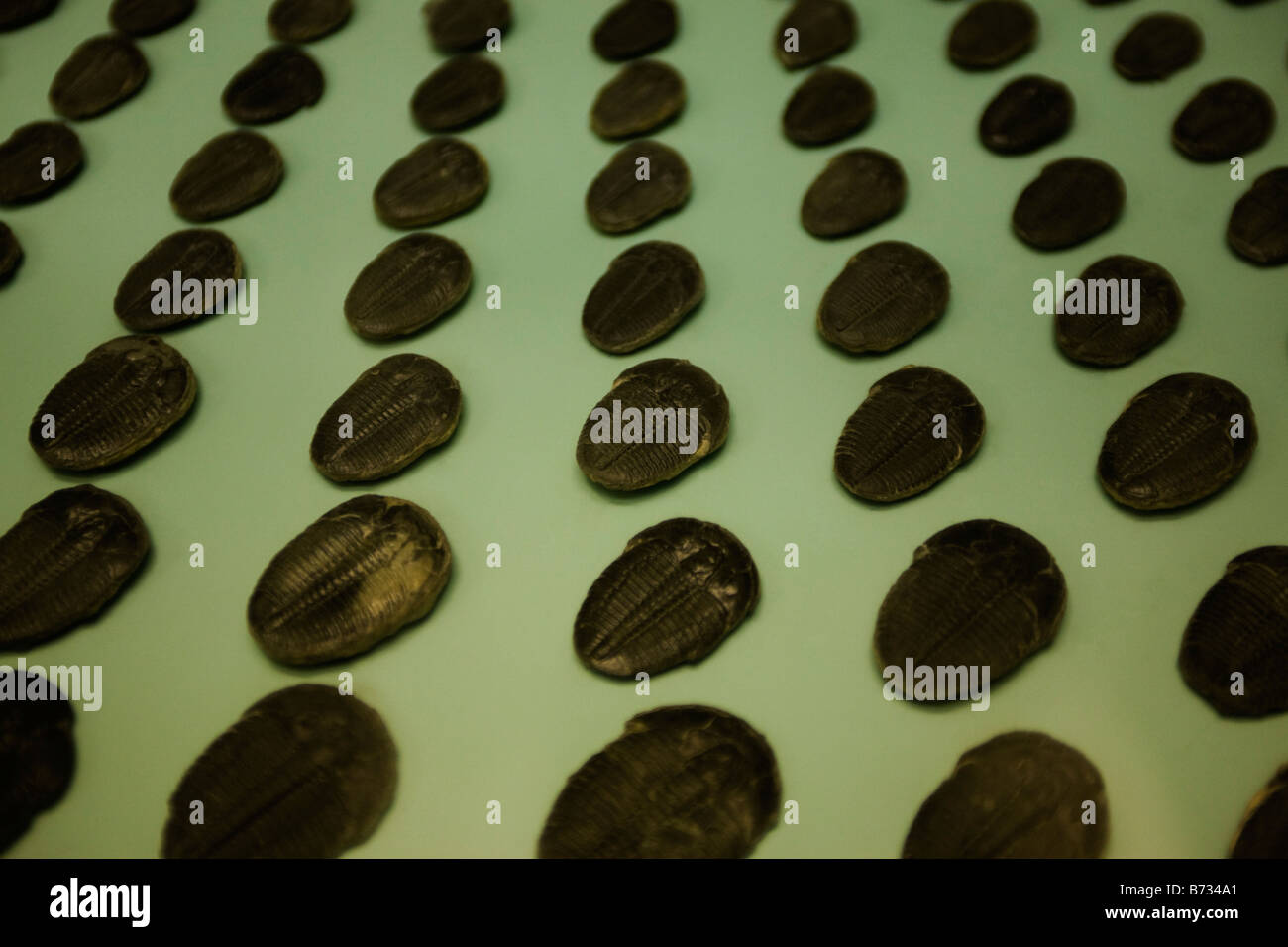 500 million year old Trilobite fossils (Cambrian period) unearthed in ...