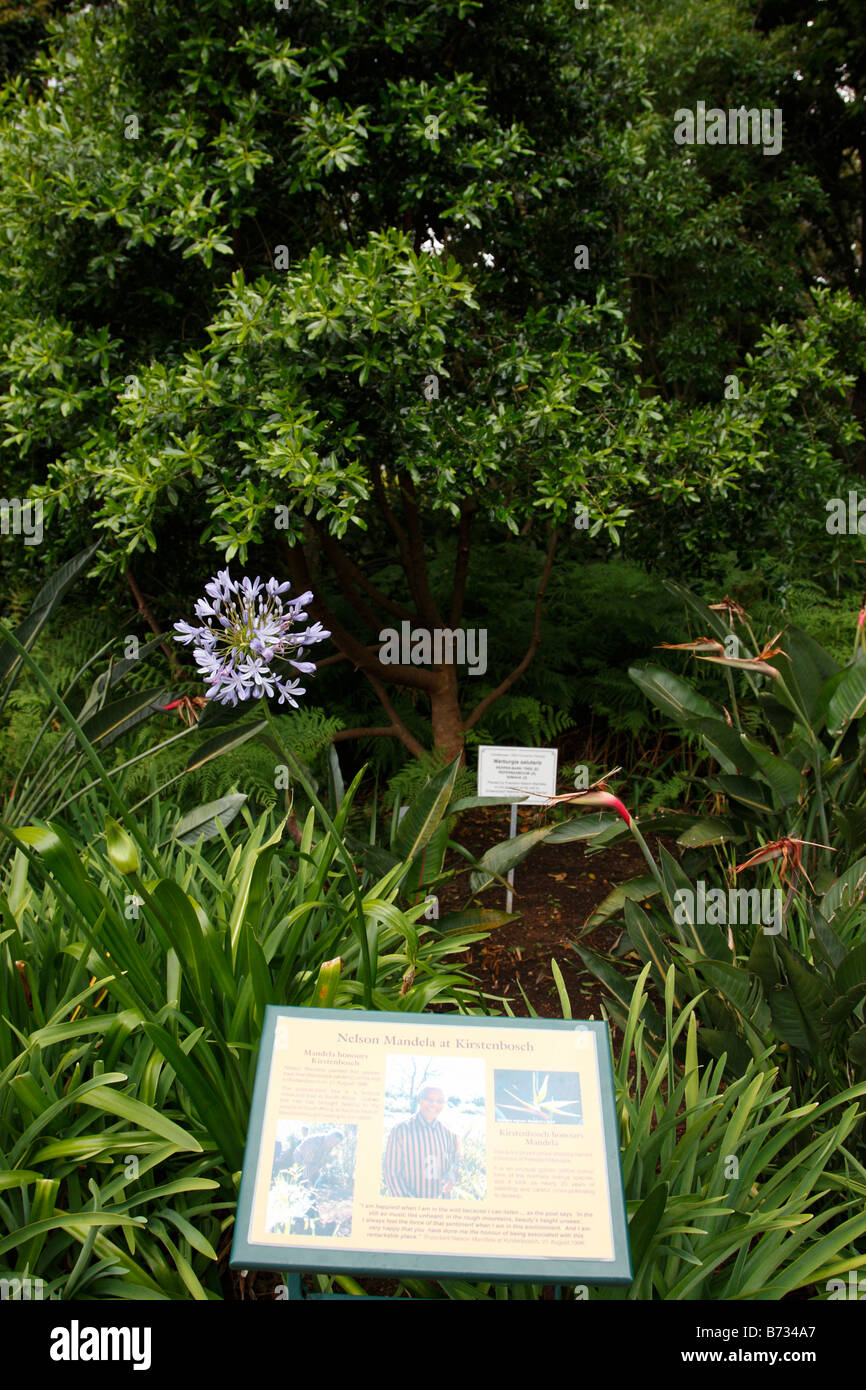 the pepper bark tree warburgia salutaris planted by nelson mandela in ...