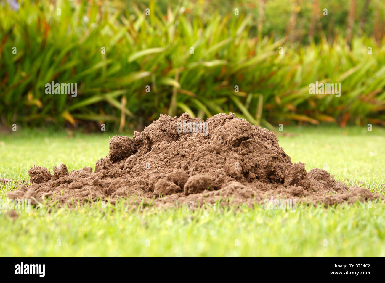 single molehill on a lawn Stock Photo - Alamy