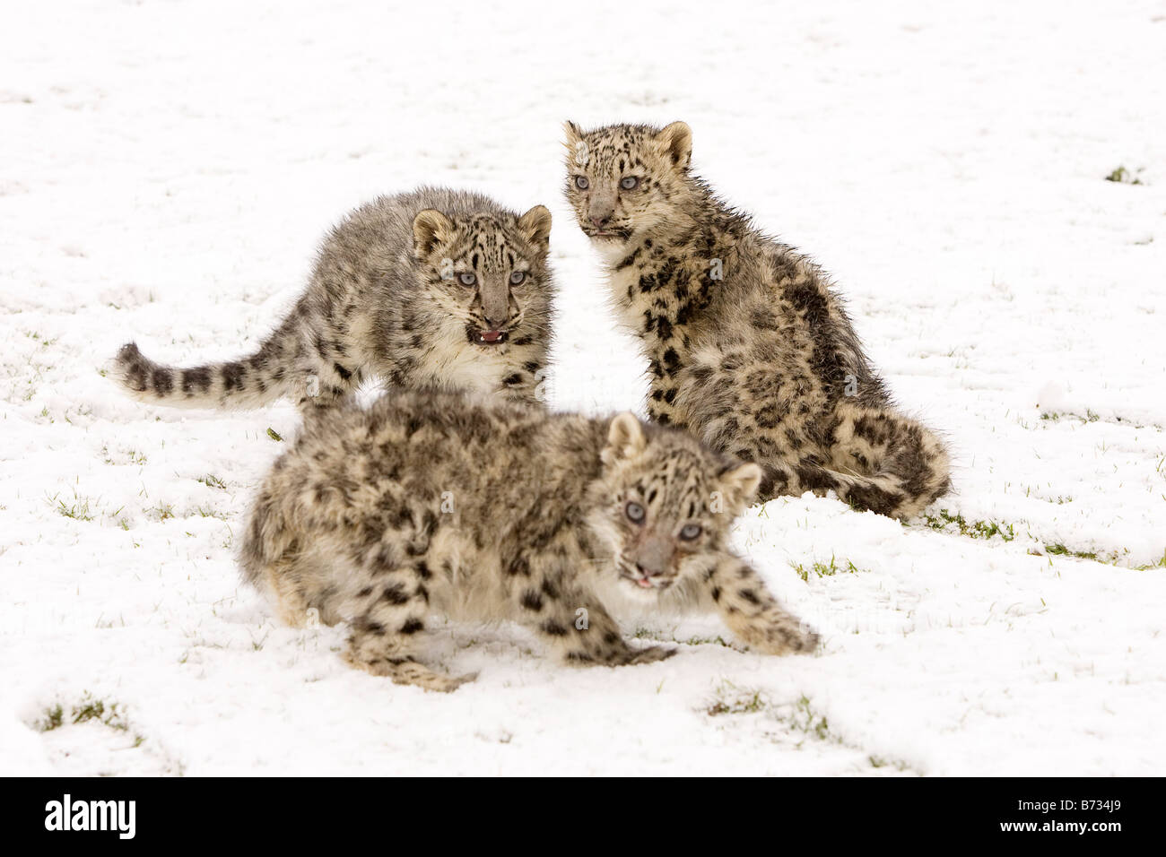 Snow Leopard Cubs in the snow Stock Photo - Alamy