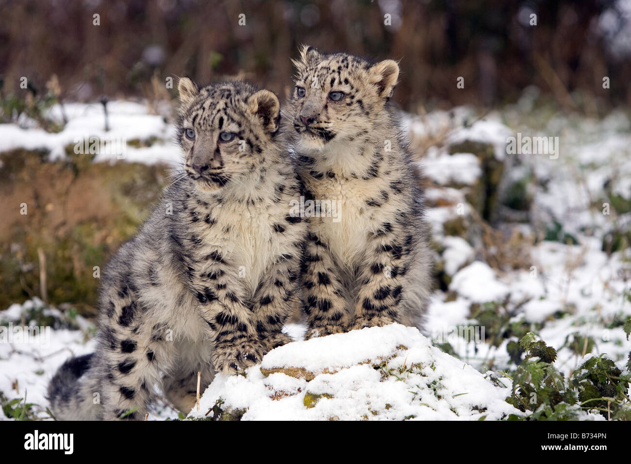 Pair of snow leopard cubs hi-res stock photography and images - Alamy