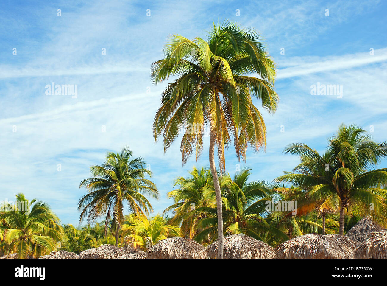 Coco palms hi-res stock photography and images - Alamy