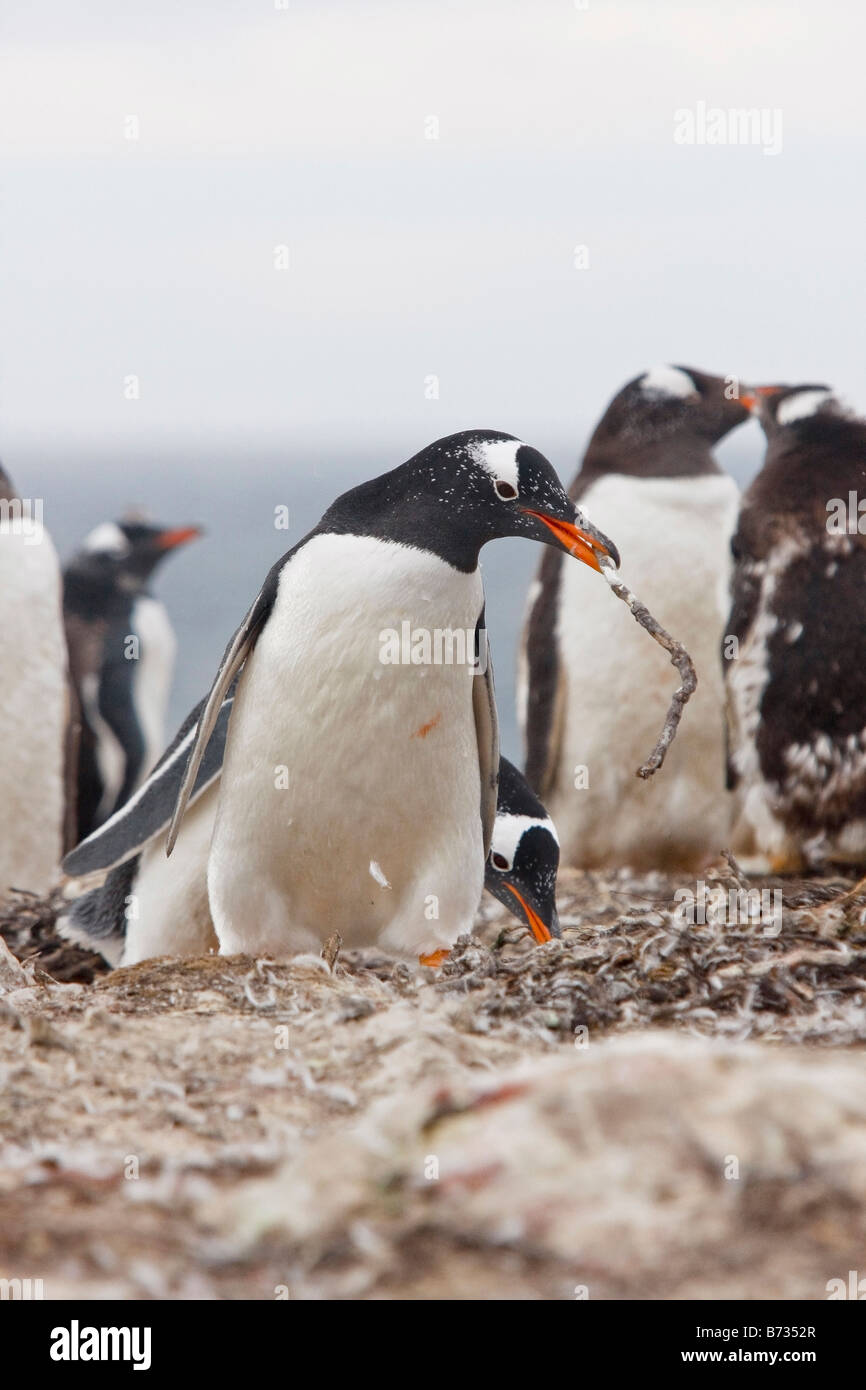 Gentoo penguin colony Pebble Island Falkland Islands Stock Photo - Alamy