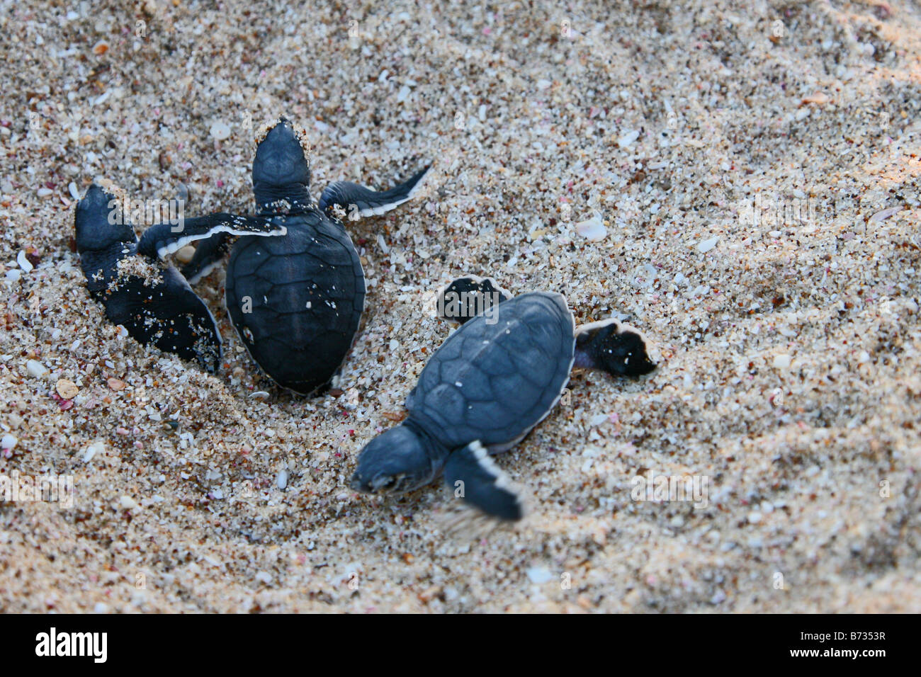 Baby sea turtles hi-res stock photography and images - Alamy