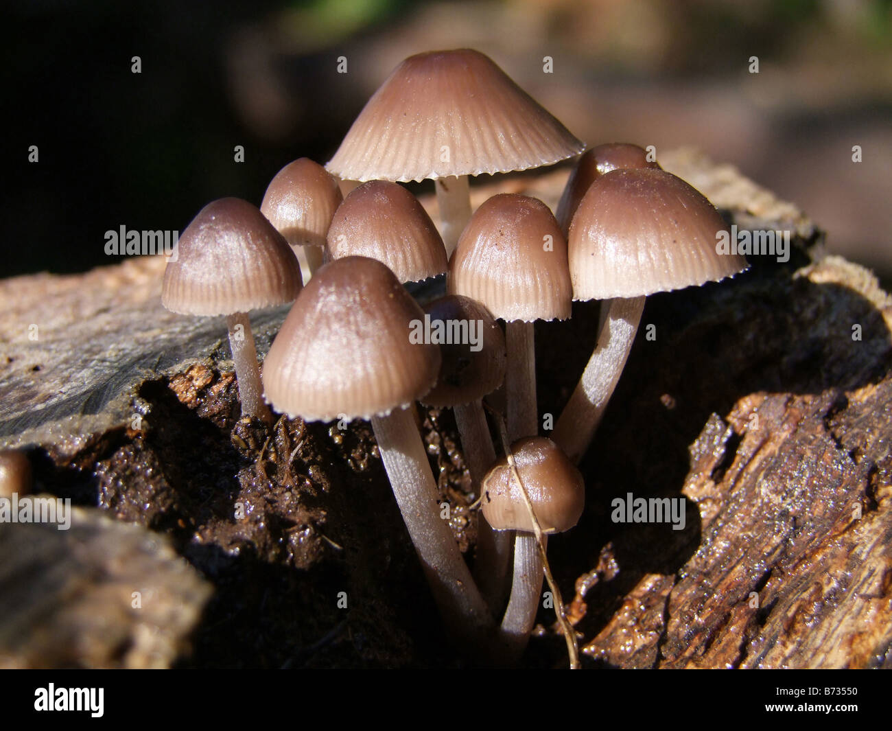 Fungi on a rotting walnut tree stump Stock Photo - Alamy