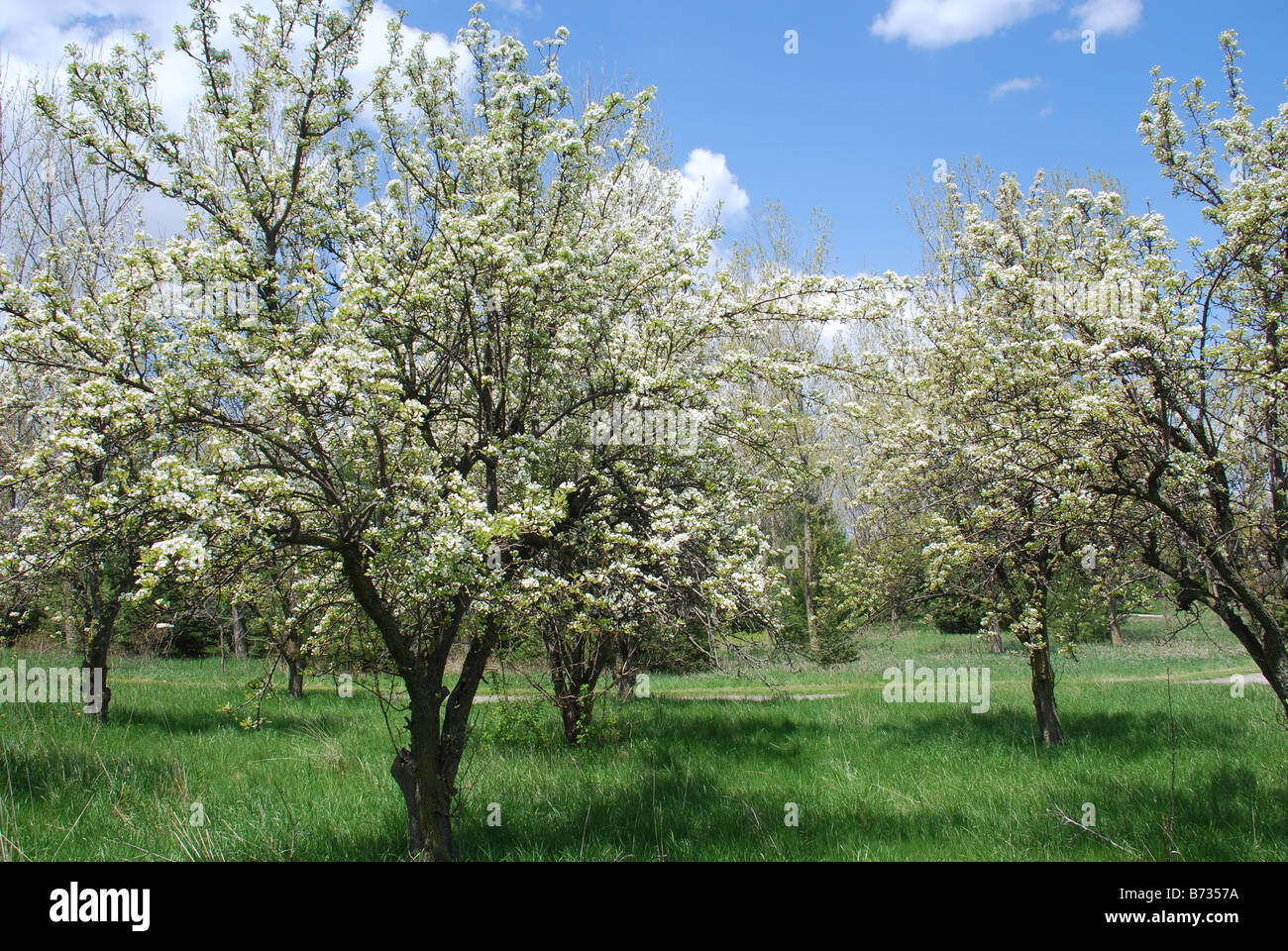 Orchard bloom hi-res stock photography and images - Alamy
