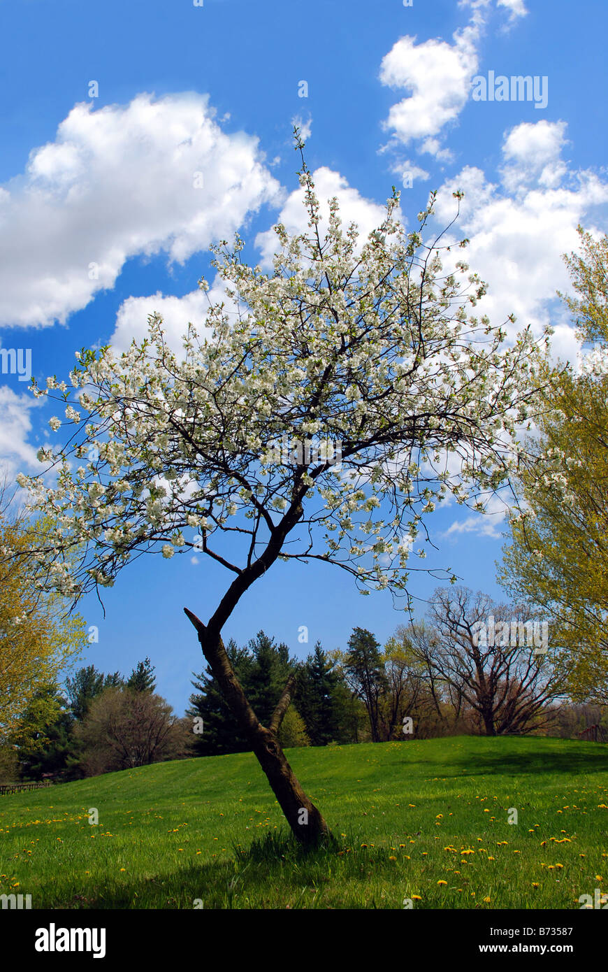Cherry blossom lane hi-res stock photography and images - Alamy