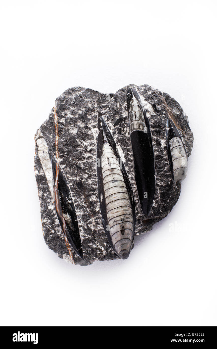 Belemnite hi-res stock photography and images - Alamy