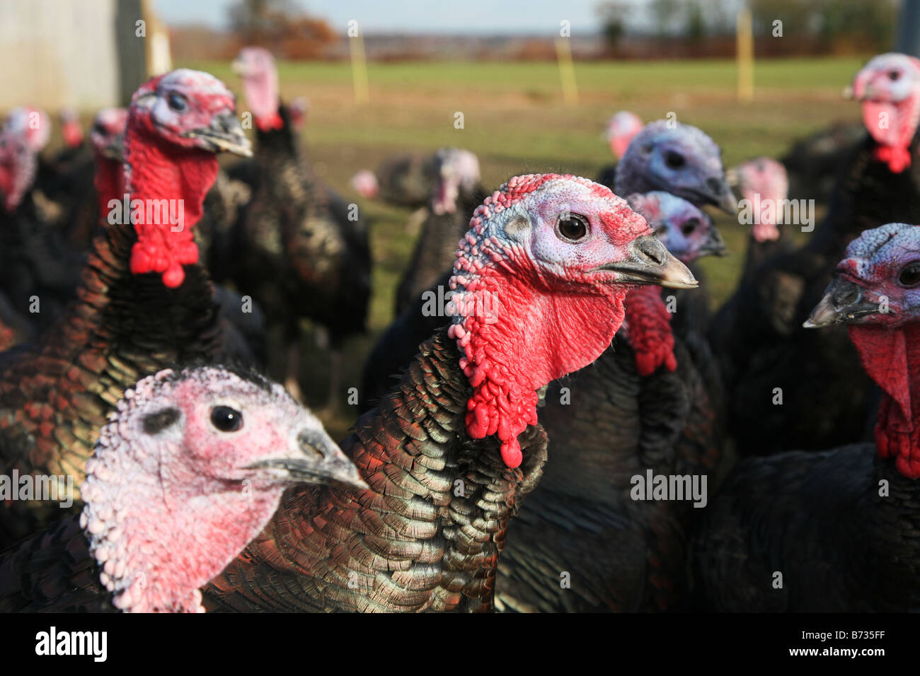 Free Range Organic Turkey Farms