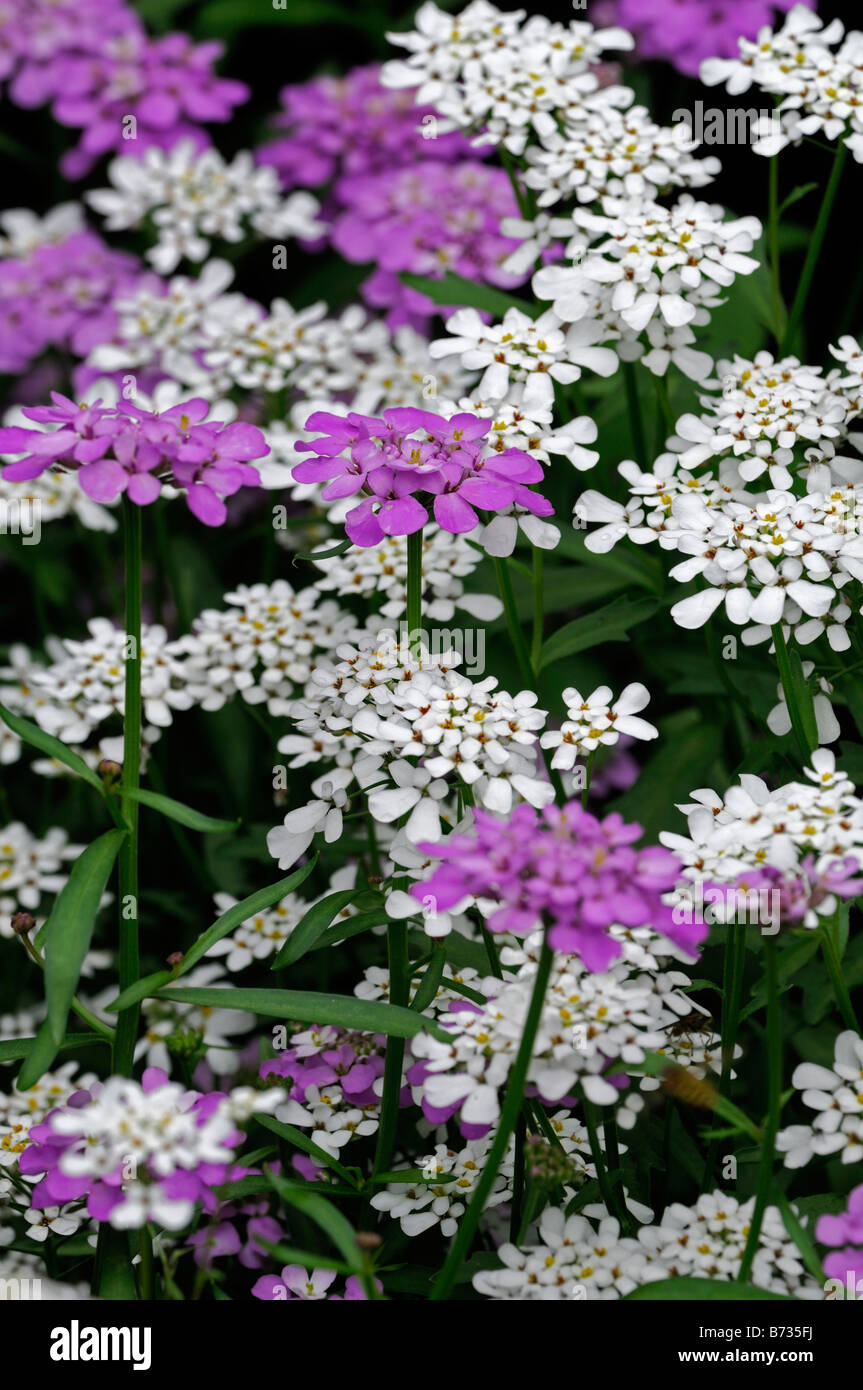 candytuft 'dwarf fairy mixed' Iberis tenoreana white purple annual ...