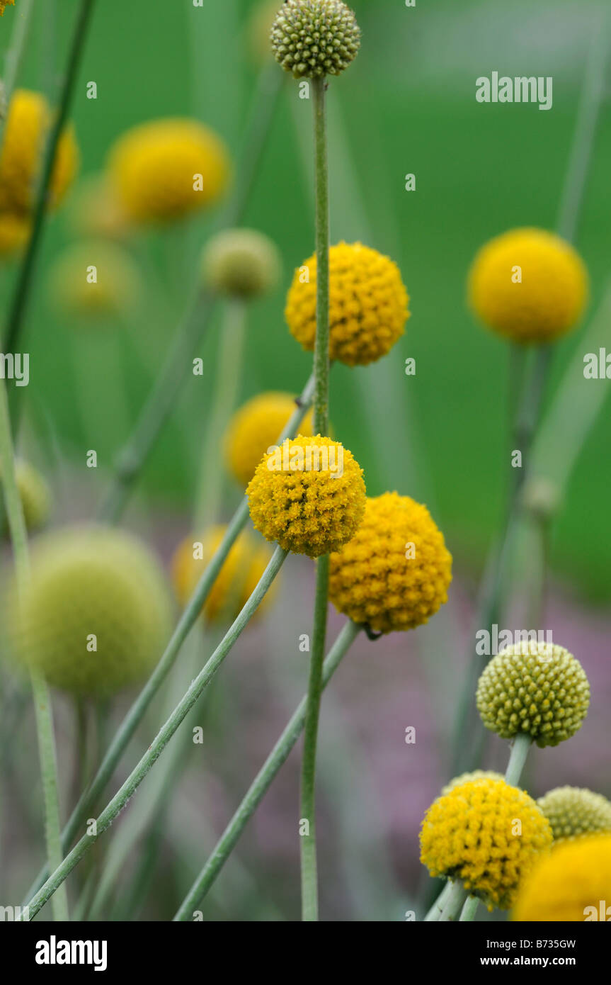 craspedia globosa drumstick Billy Buttons flower shape ball sphere ...
