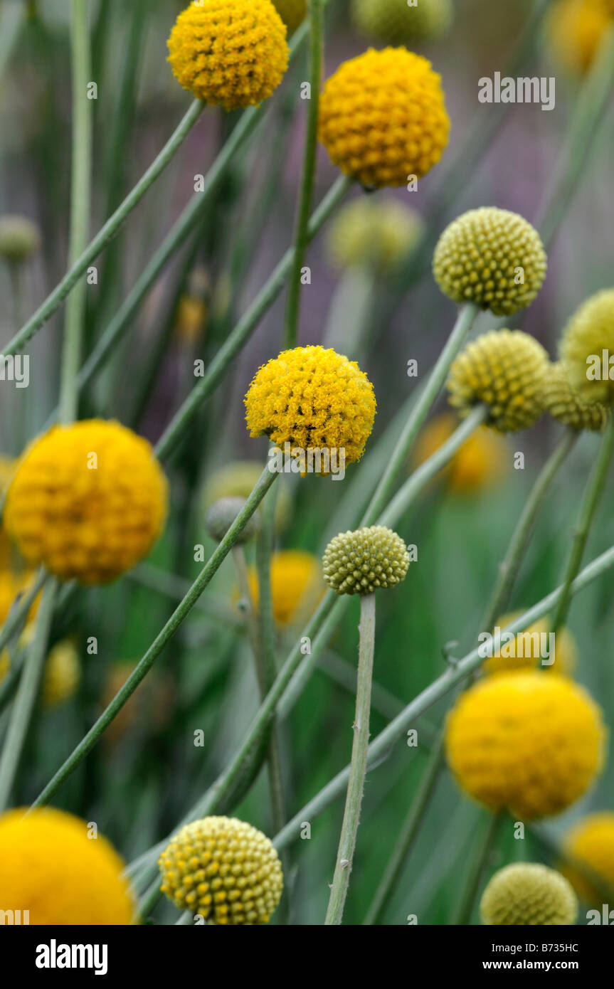 craspedia globosa drumstick Billy Buttons flower shape ball sphere ...