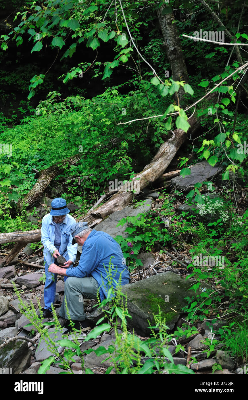 Tree fossils hi-res stock photography and images - Alamy