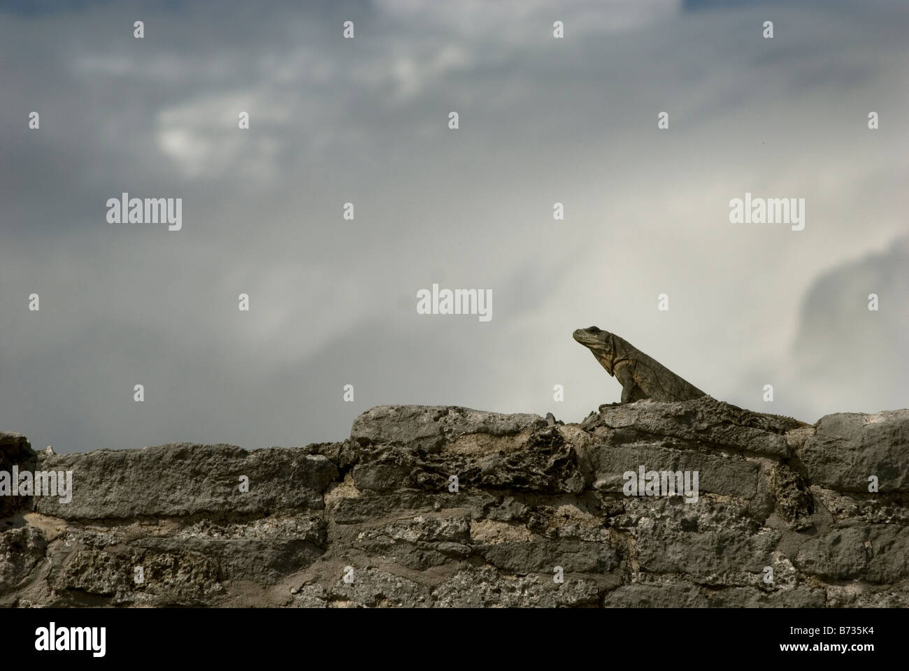 Iguana at Mayan ruins of Tulum Mexico Stock Photo - Alamy