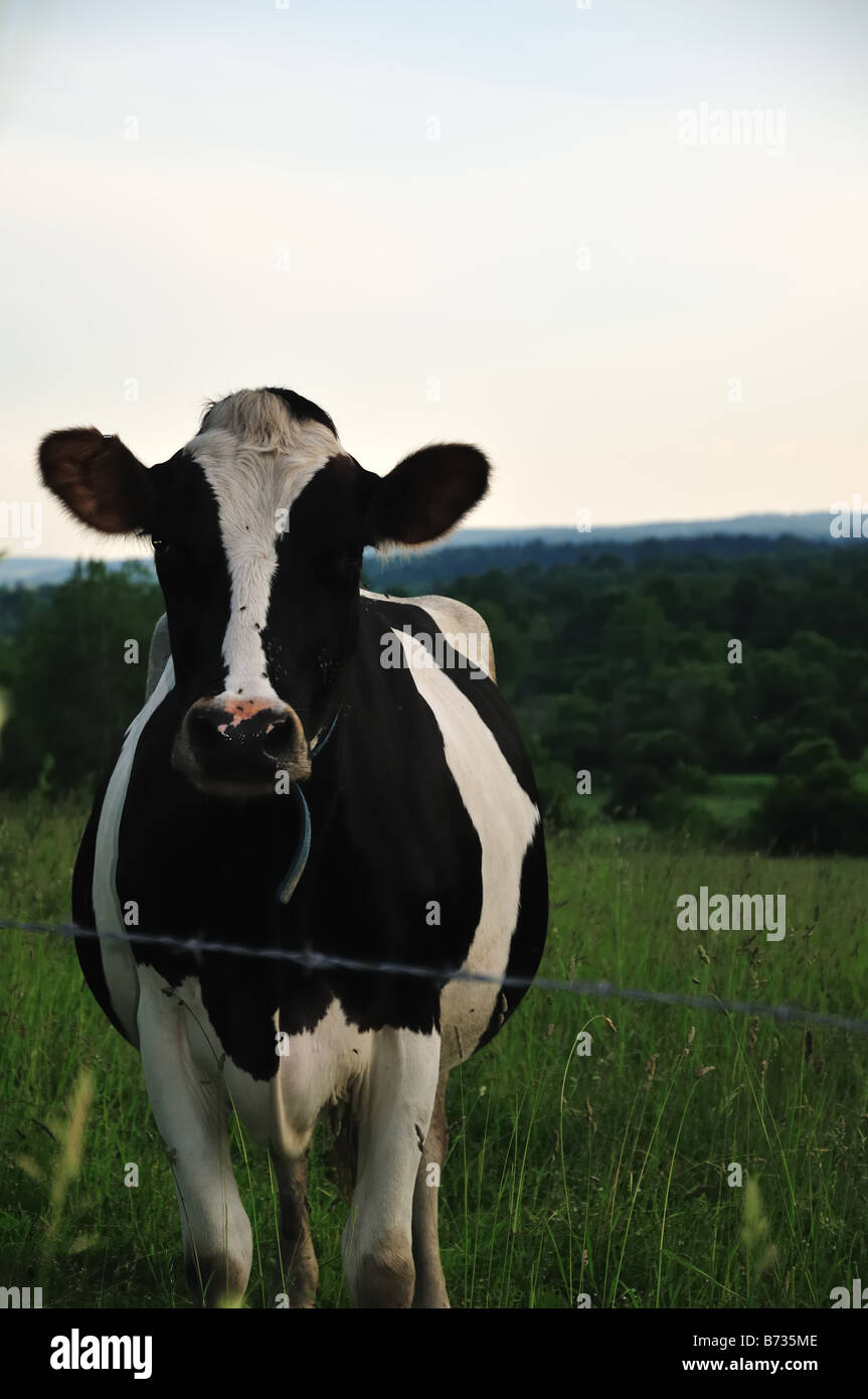 A single cow at pasture on a New York dairy farm Stock Photo - Alamy