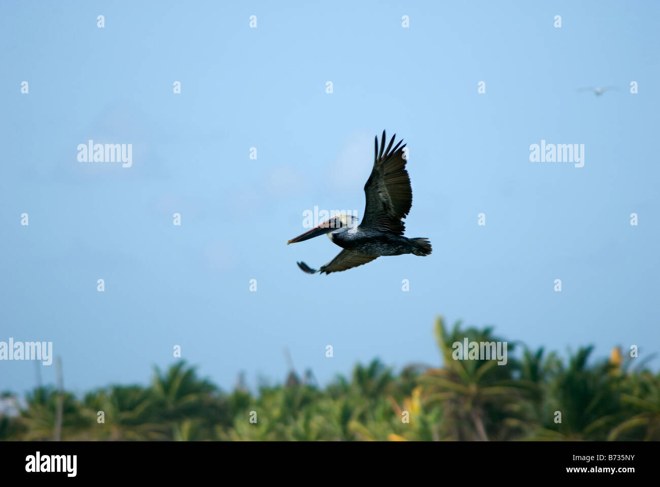 Mayan riviera bird hi-res stock photography and images - Alamy