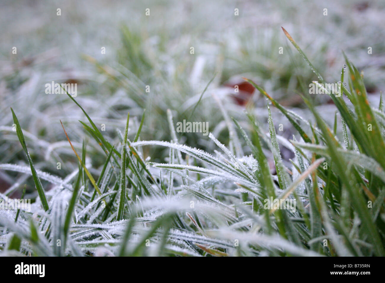 Frost covered grass in an Irish garden Stock Photo - Alamy