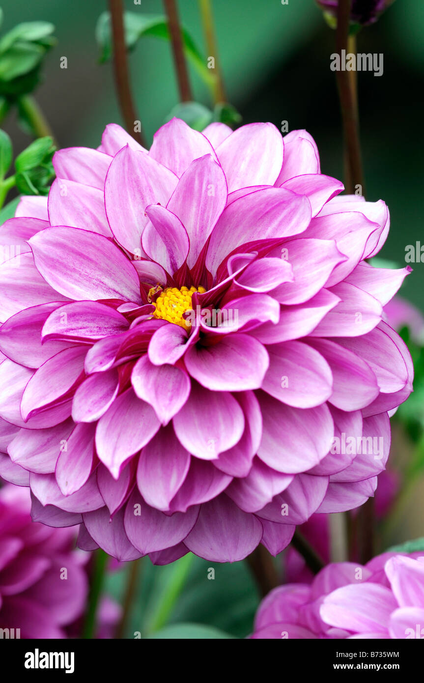 dahlia 'lilac time' decorative type flower big velvet purple Stock ...