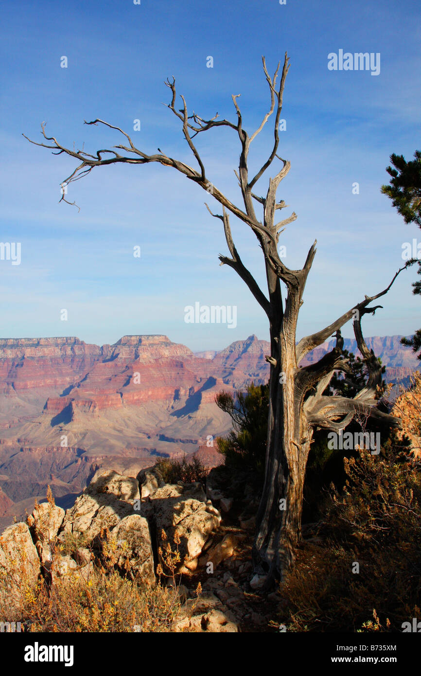 Pinon tree hi-res stock photography and images - Alamy