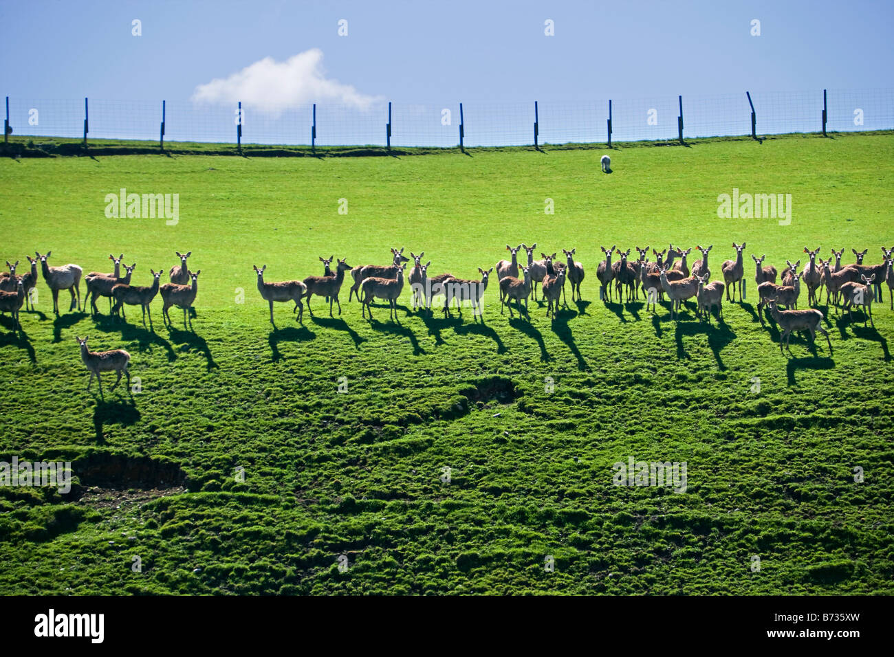 Deer Farm South Island High Resolution Stock Photography and Images - Alamy