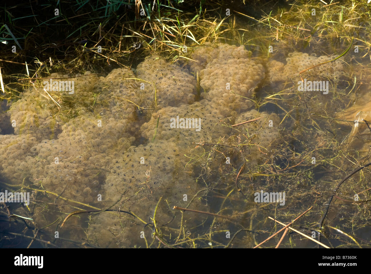 Frog spawn of common frog(Rana temporaria Stock Photo - Alamy