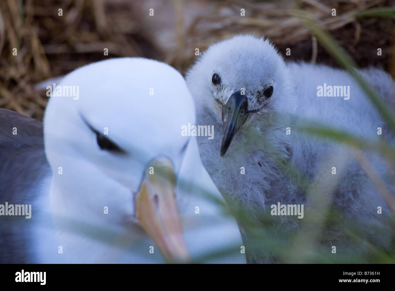 Albatross mother baby hi-res stock photography and images - Alamy
