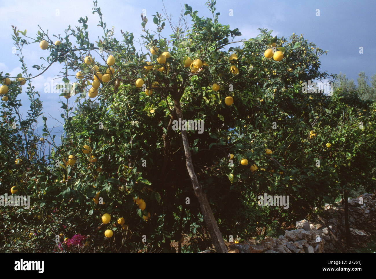 Lemons growing on tree in garden in Turkey Stock Photo - Alamy
